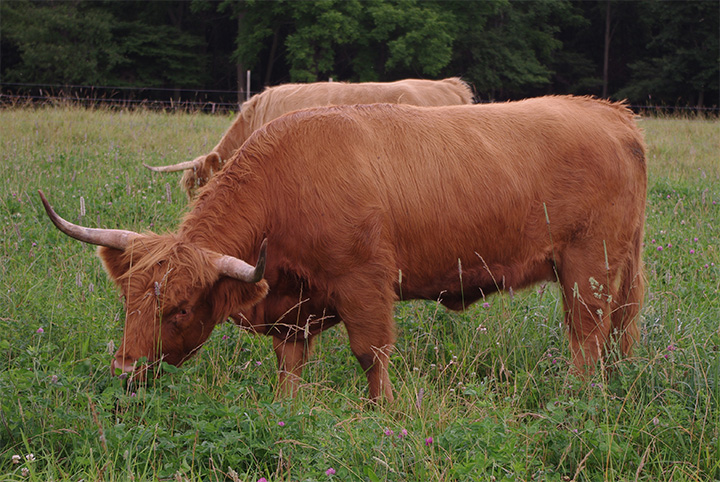 The Inheritance of Coat Color in Highland Cattle
